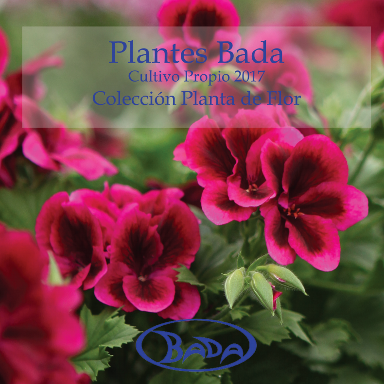 Productes | Flors tallada i Planta Ornamental